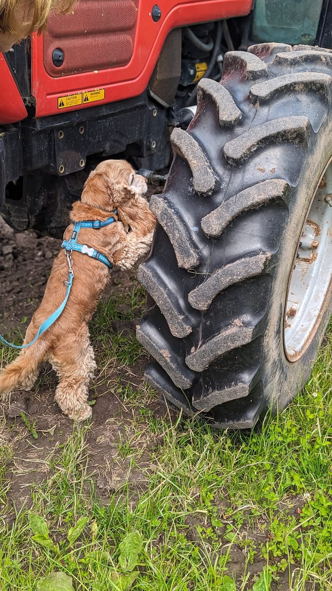 Scent detection – wizzdogtraining.com